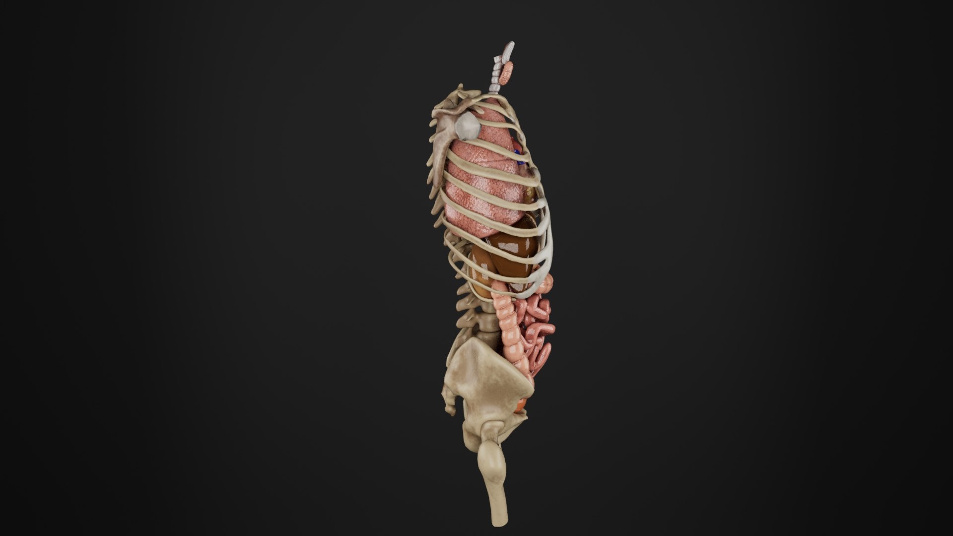 3D Human Anatomy-Human Body-External Projection Of Internal Organs ...