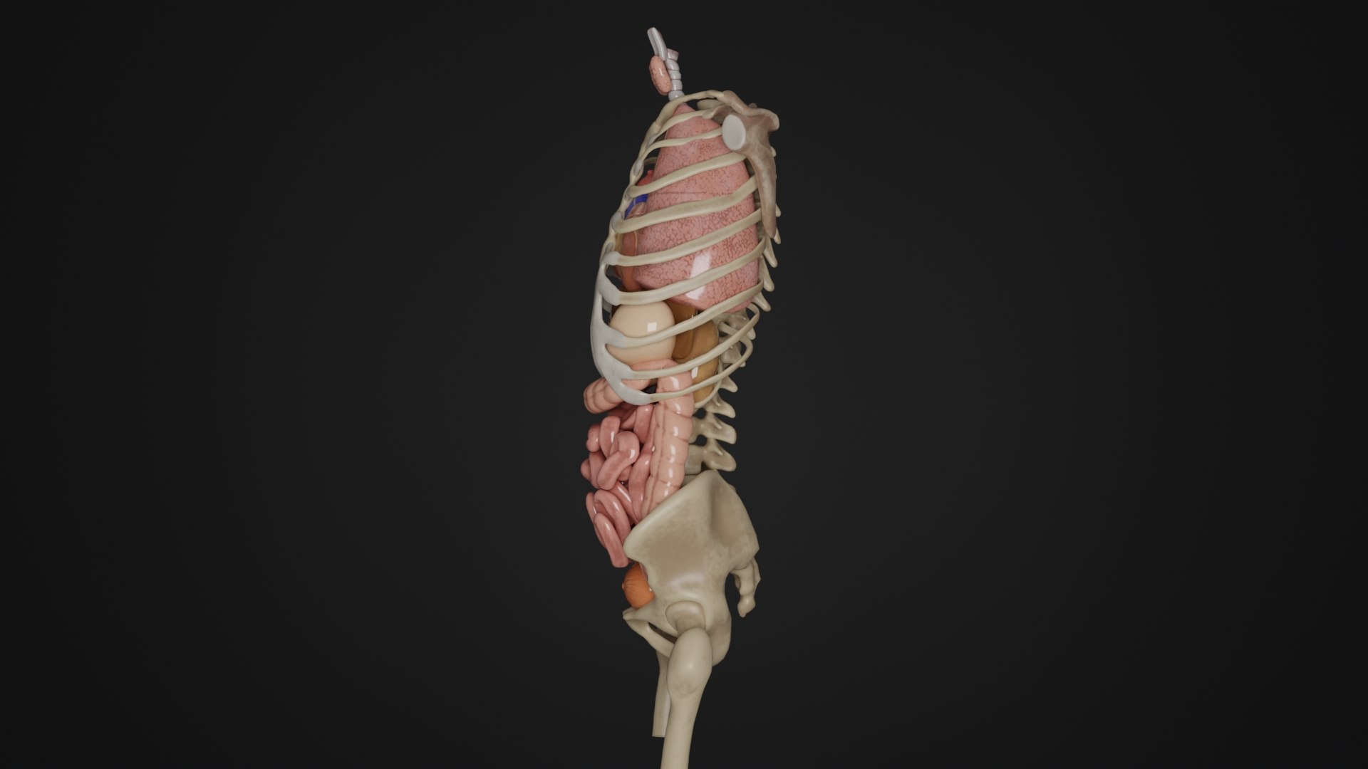 3D Human Anatomy-Human Body-External Projection Of Internal Organs ...