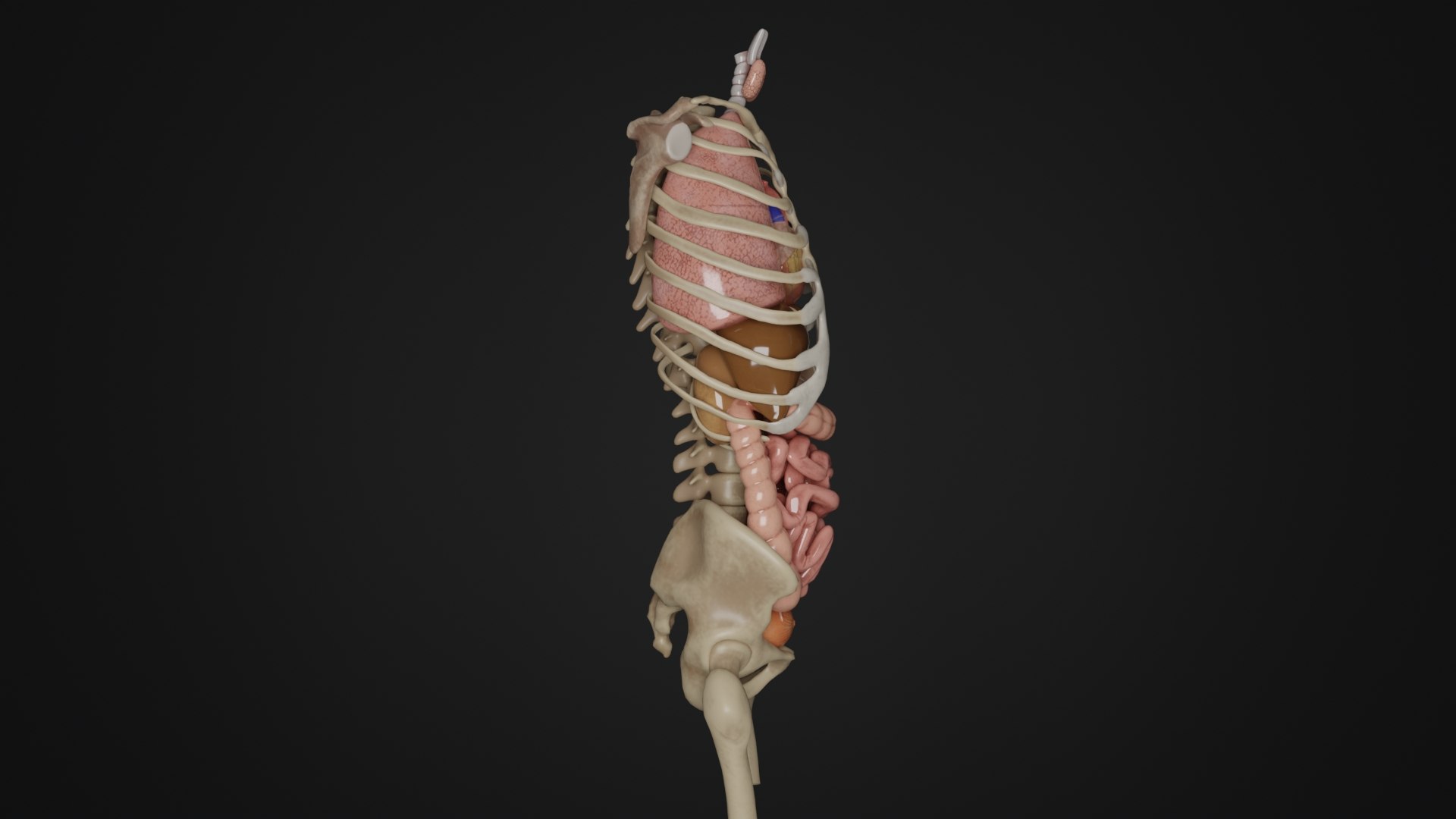 3D Human Anatomy-Human Body-External Projection Of Internal Organs ...