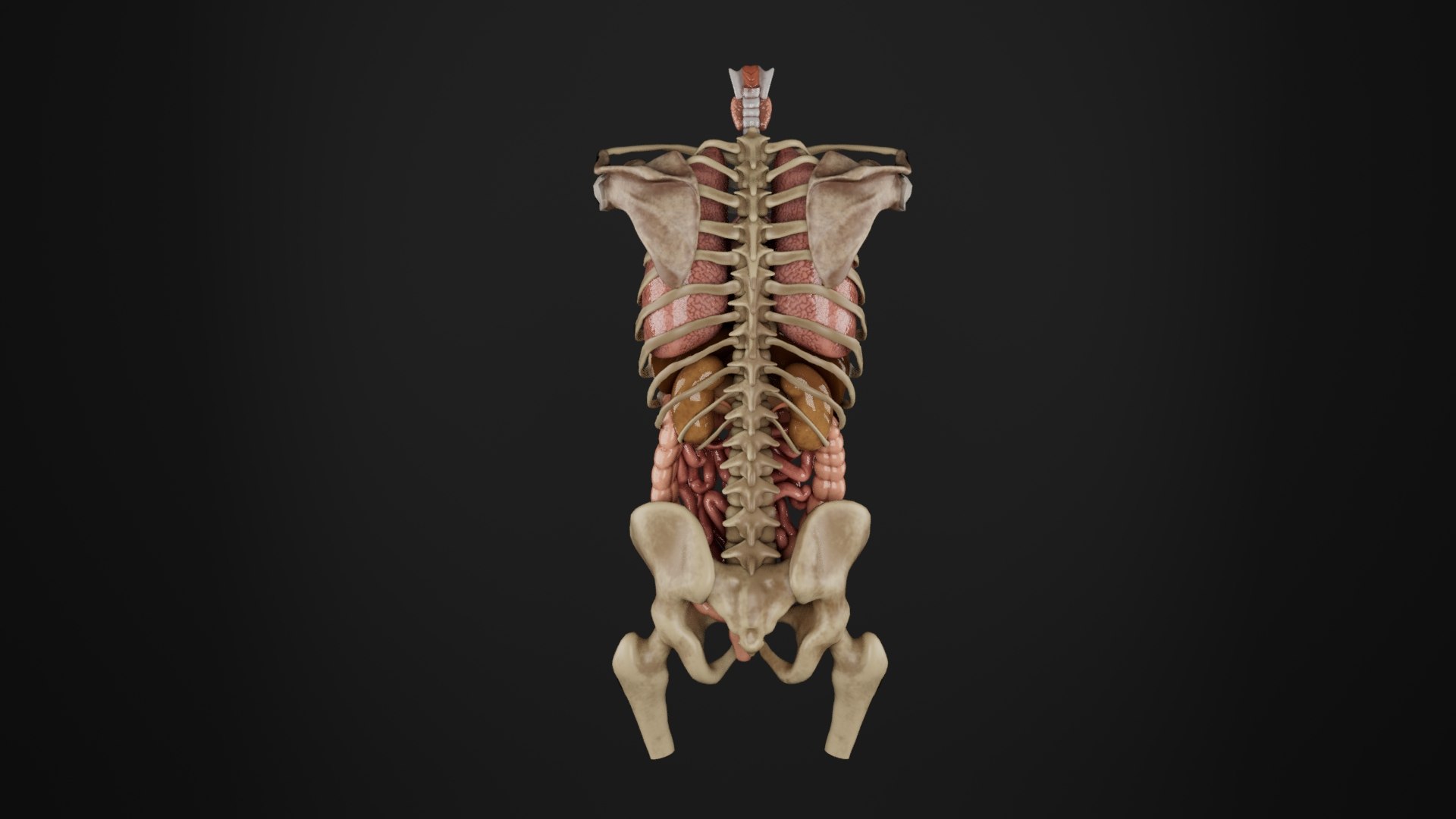 3D Human Anatomy-Human Body-External Projection Of Internal Organs ...