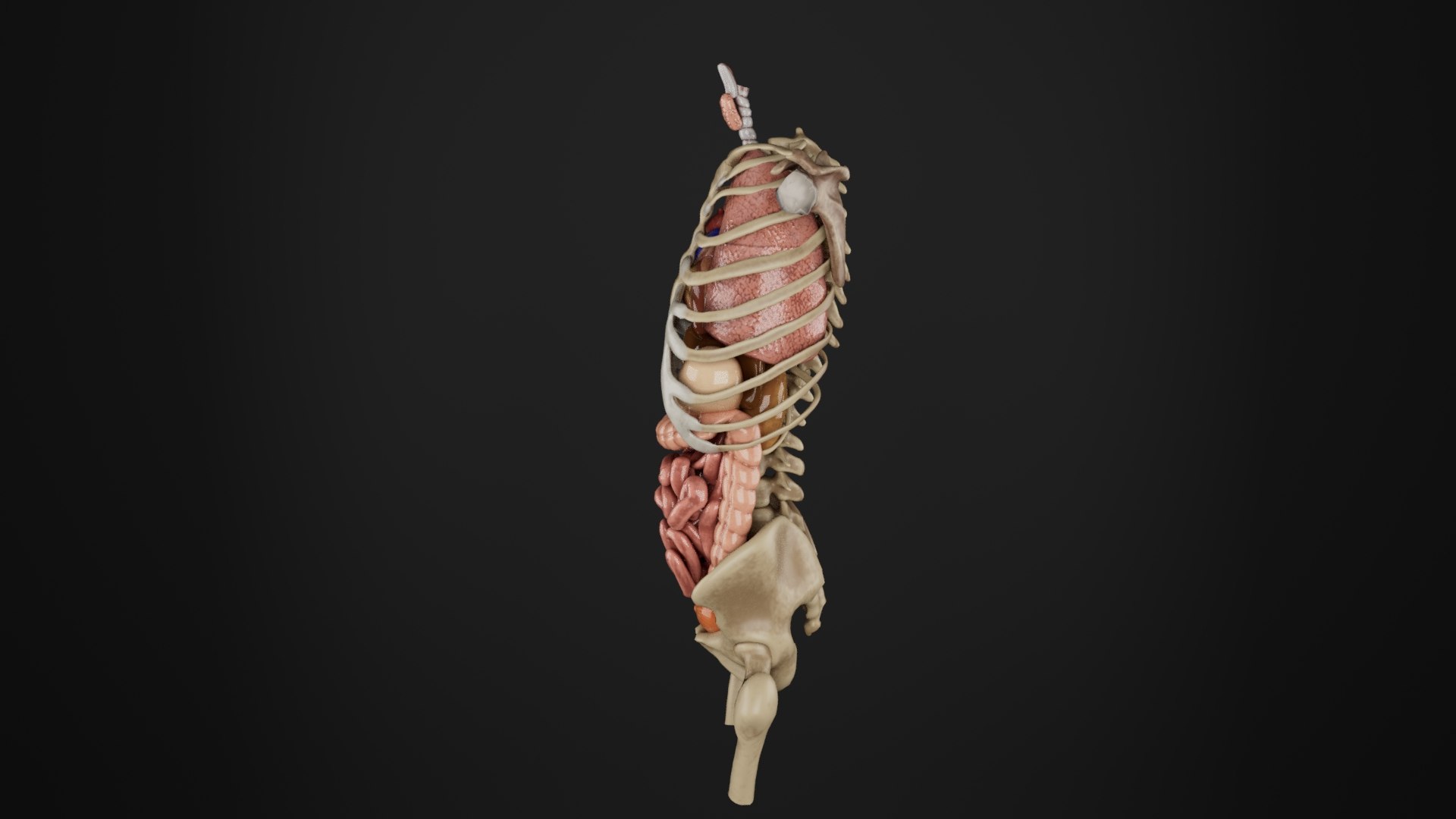 3D Human Anatomy-Human Body-External Projection Of Internal Organs ...