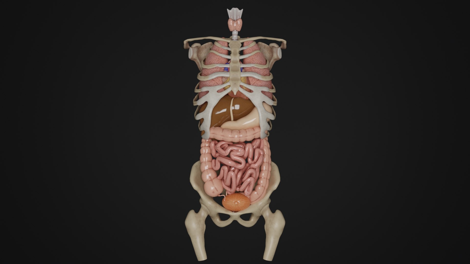 3D Human Anatomy-Human Body-External Projection Of Internal Organs ...