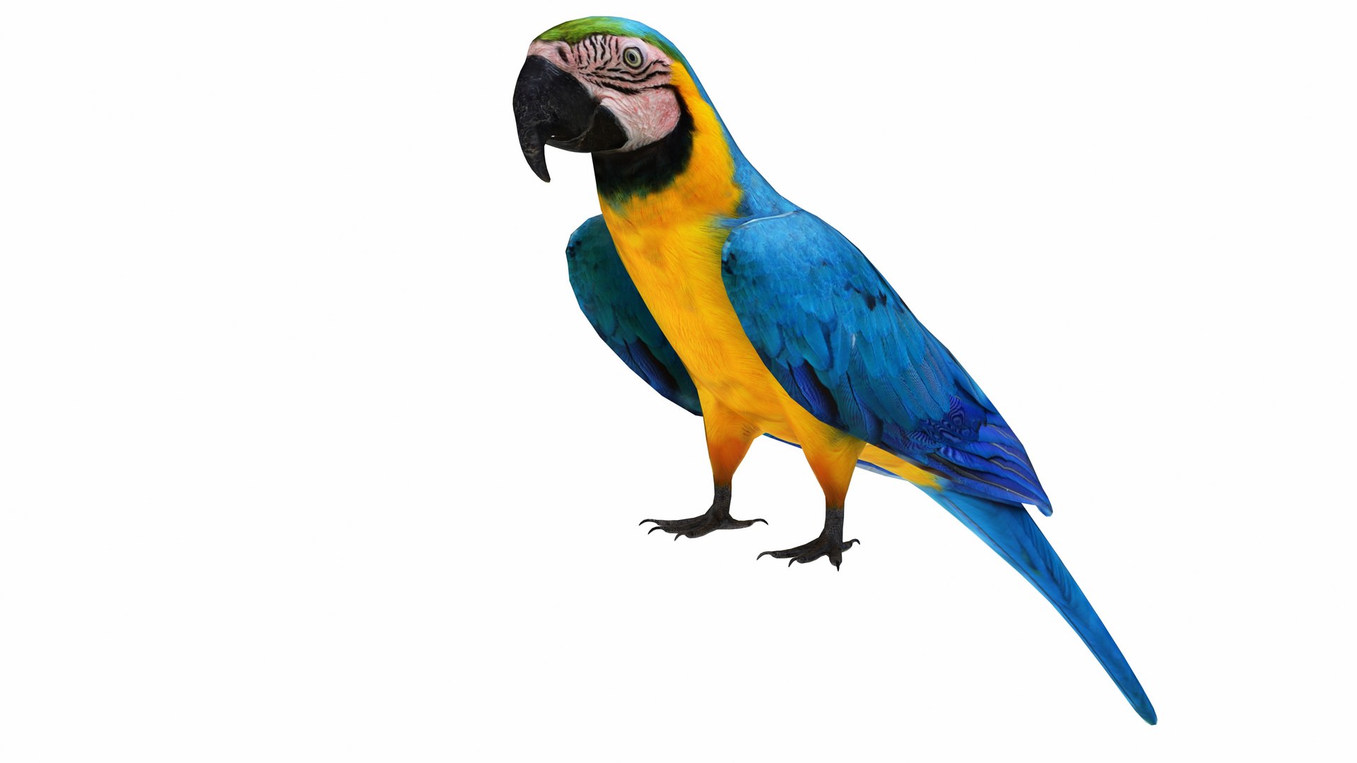 Throated Macaw Parrot - TurboSquid 2335887