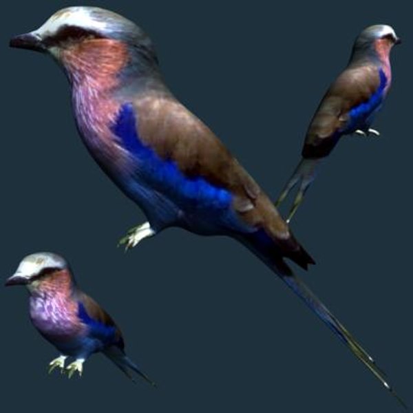 bird 3d model