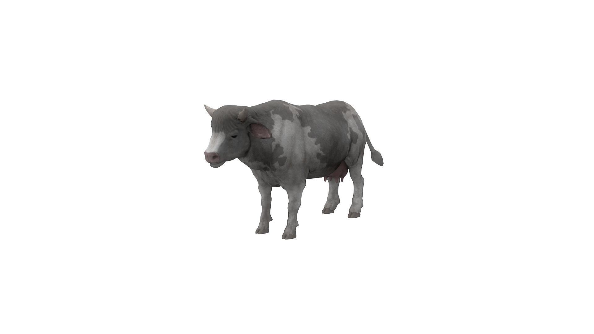 Cow 3D Model - TurboSquid 1839170