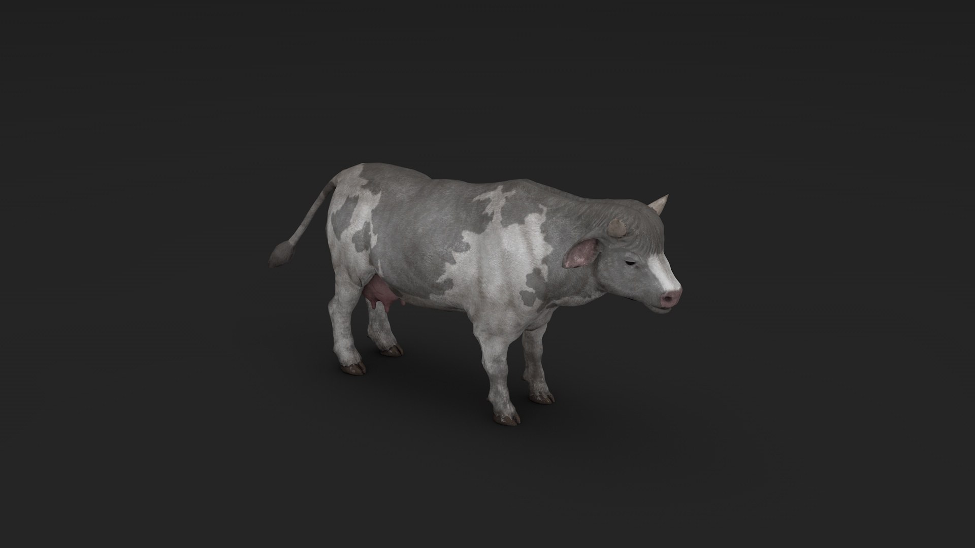 Cow 3D Model - TurboSquid 1839170