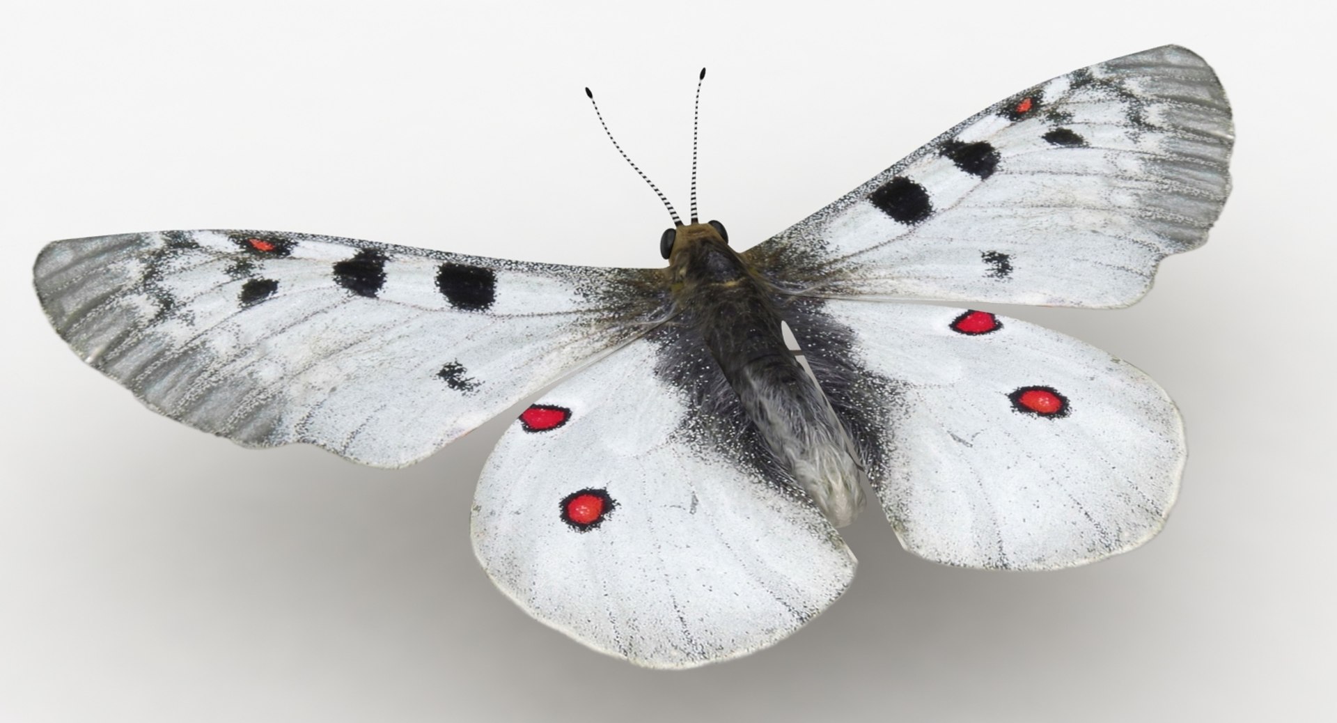 Realistic Apollo Butterfly 3D - TurboSquid 1317982