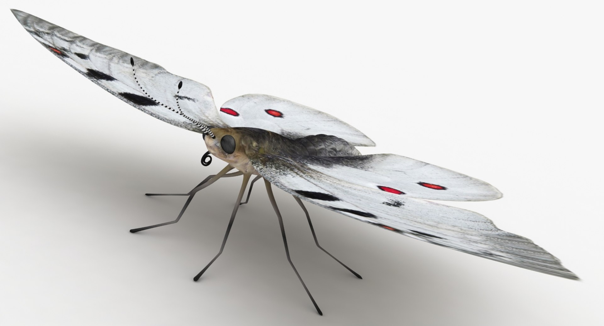 Realistic Apollo Butterfly 3D - TurboSquid 1317982