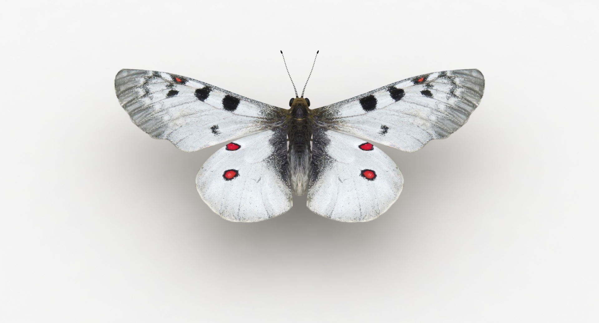 Realistic Apollo Butterfly 3D - TurboSquid 1317982