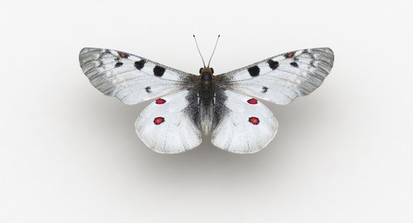 Realistic apollo butterfly 3D - TurboSquid 1317982