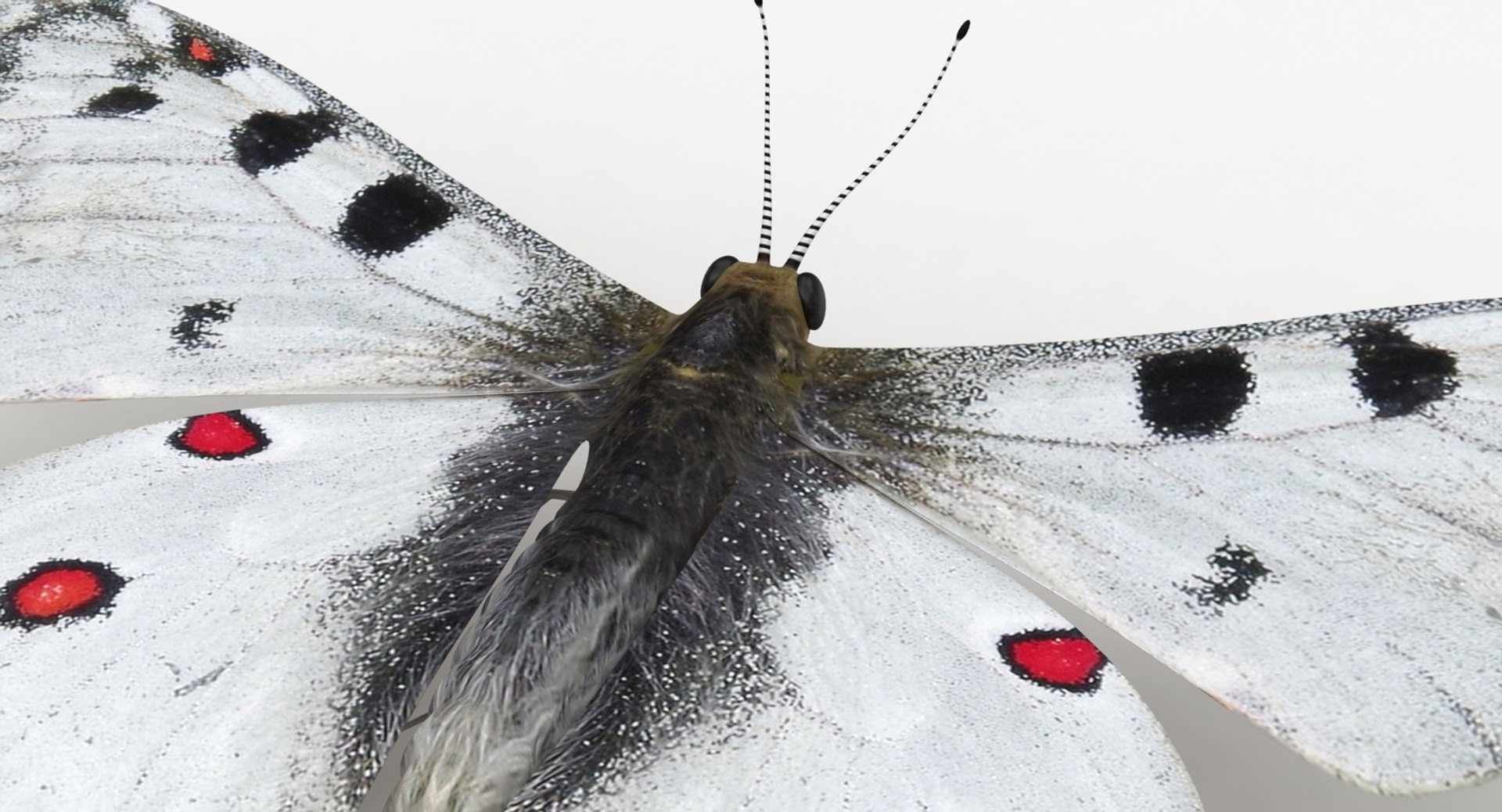 Realistic Apollo Butterfly 3D - TurboSquid 1317982