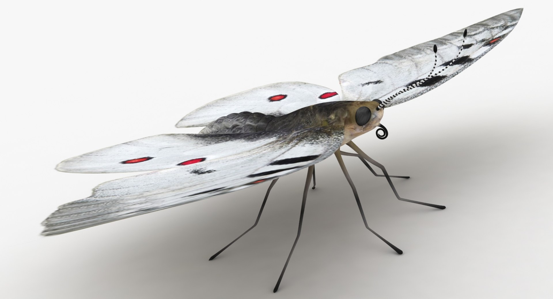 Realistic Apollo Butterfly 3D - TurboSquid 1317982