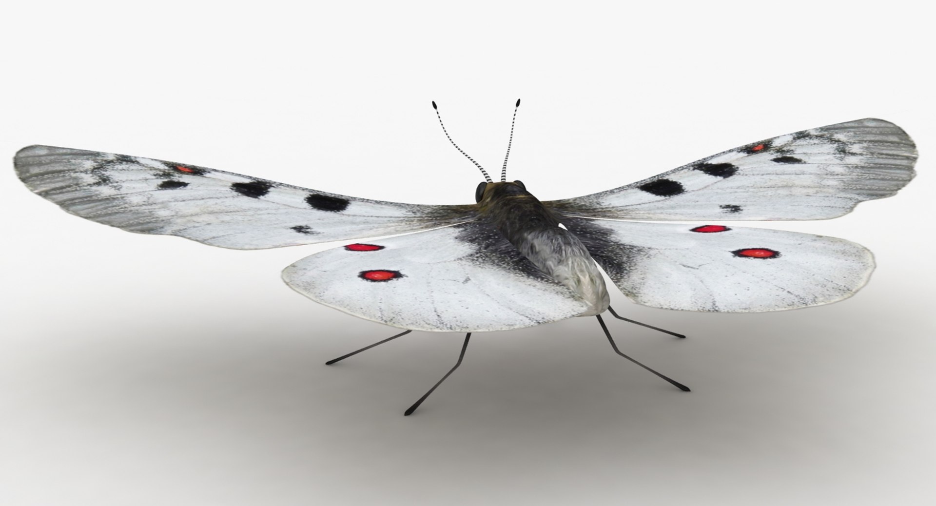 Realistic Apollo Butterfly 3D - TurboSquid 1317982