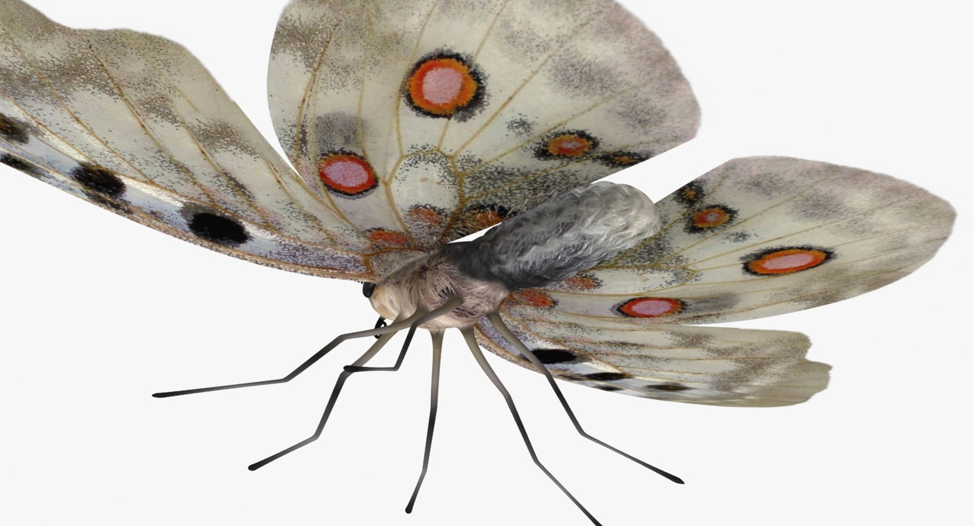 Realistic Apollo Butterfly 3D - TurboSquid 1317982