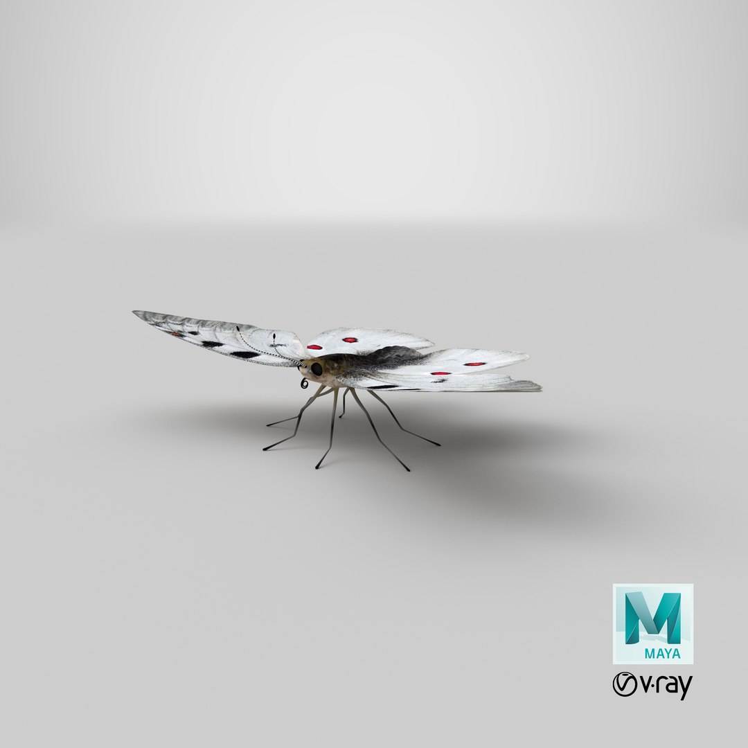 Realistic apollo butterfly 3D - TurboSquid 1317982