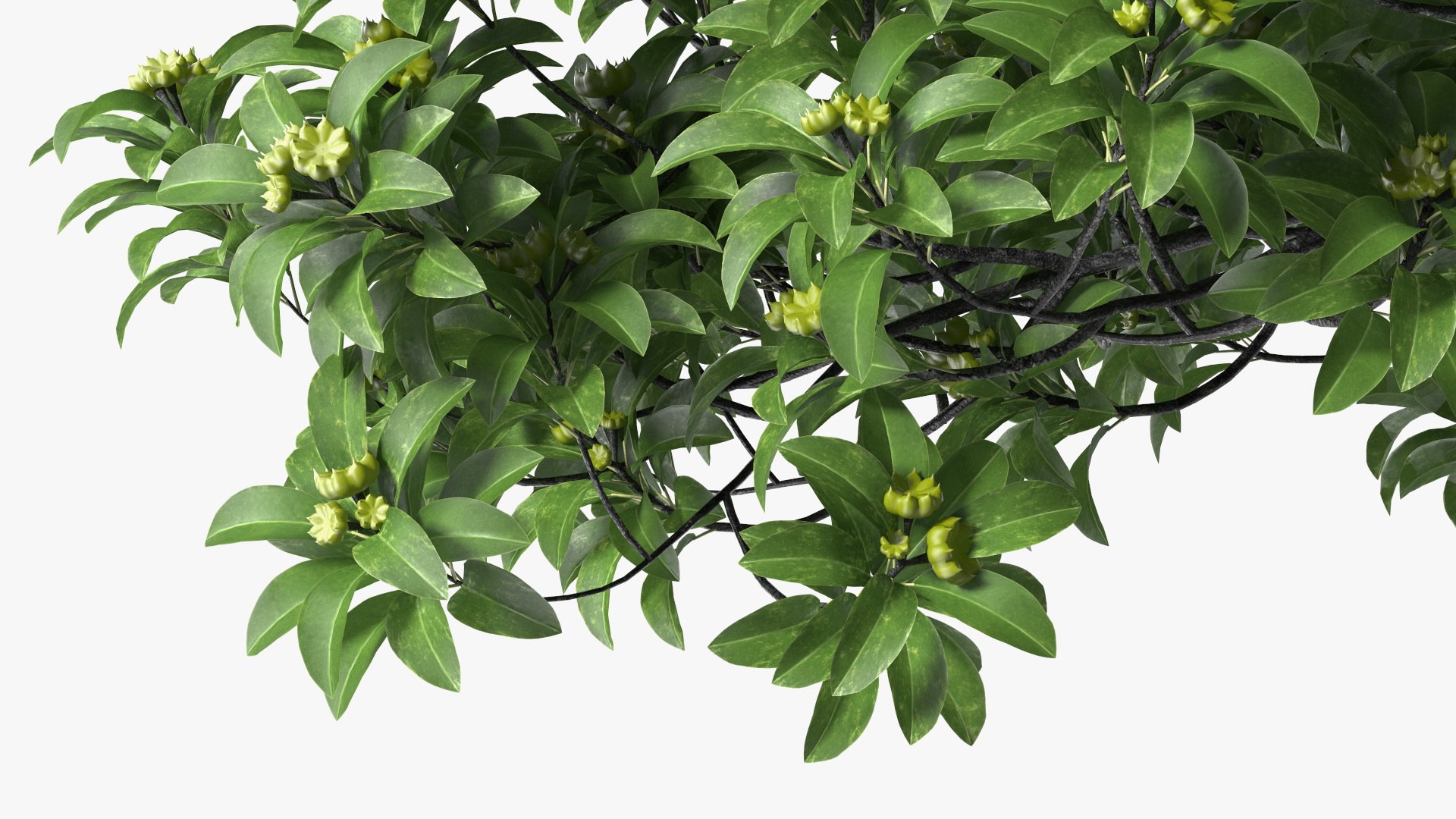 Anise Tree with Green Fruits 3D model - TurboSquid 1994237