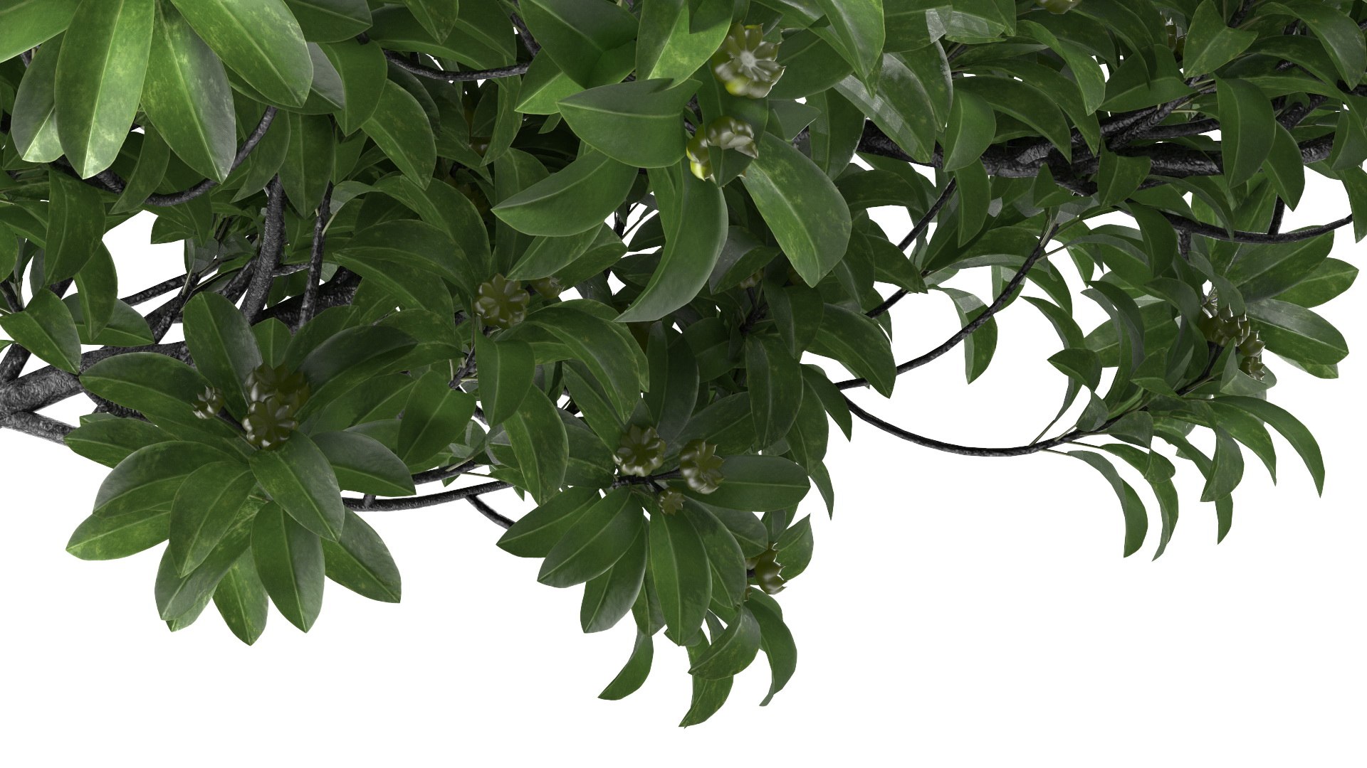 Anise Tree with Green Fruits 3D model - TurboSquid 1994237