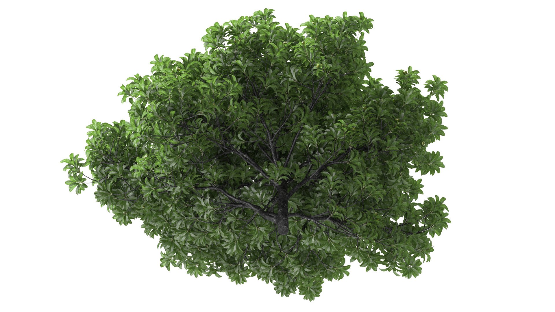 Anise Tree with Green Fruits 3D model - TurboSquid 1994237
