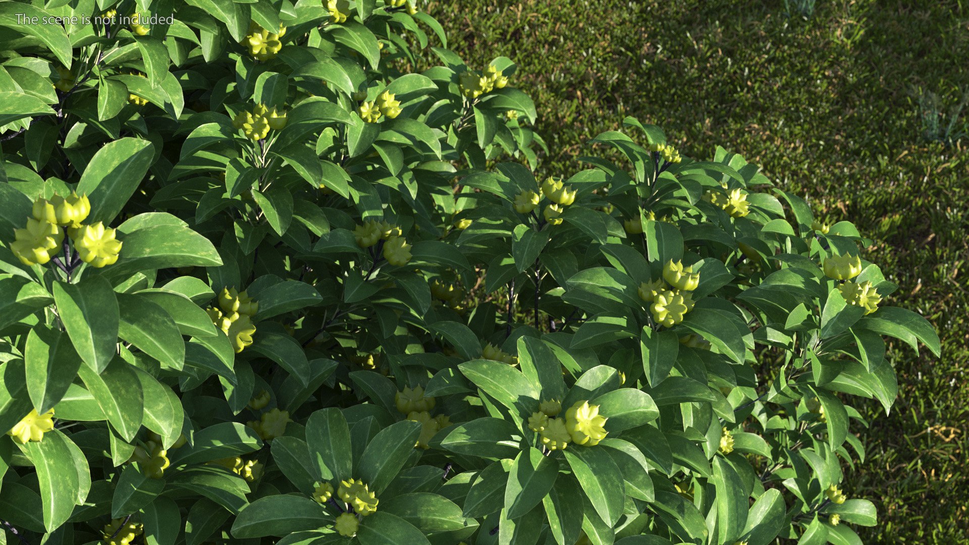 Anise Tree With Green Fruits 3D Model - TurboSquid 1994237