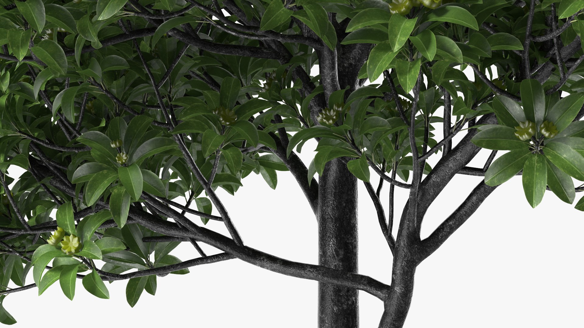 Anise Tree with Green Fruits 3D model - TurboSquid 1994237