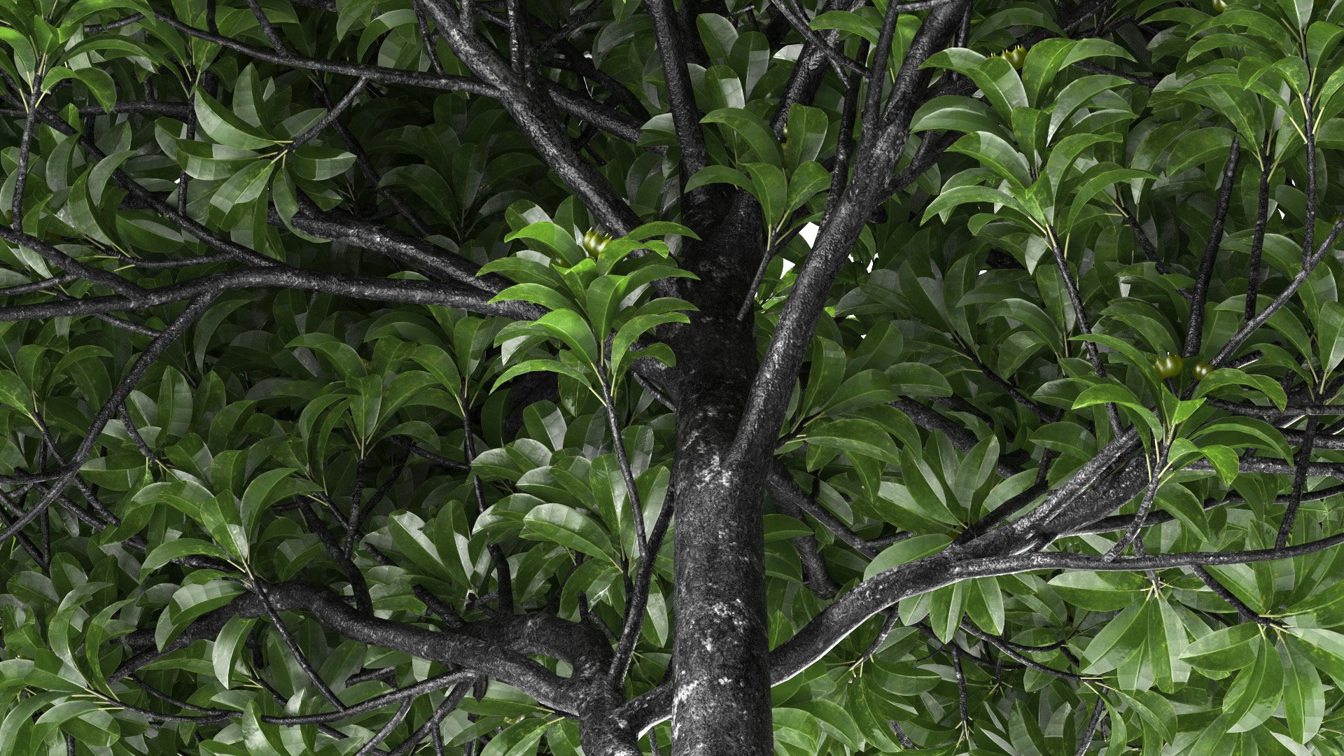 Anise Tree with Green Fruits 3D model - TurboSquid 1994237