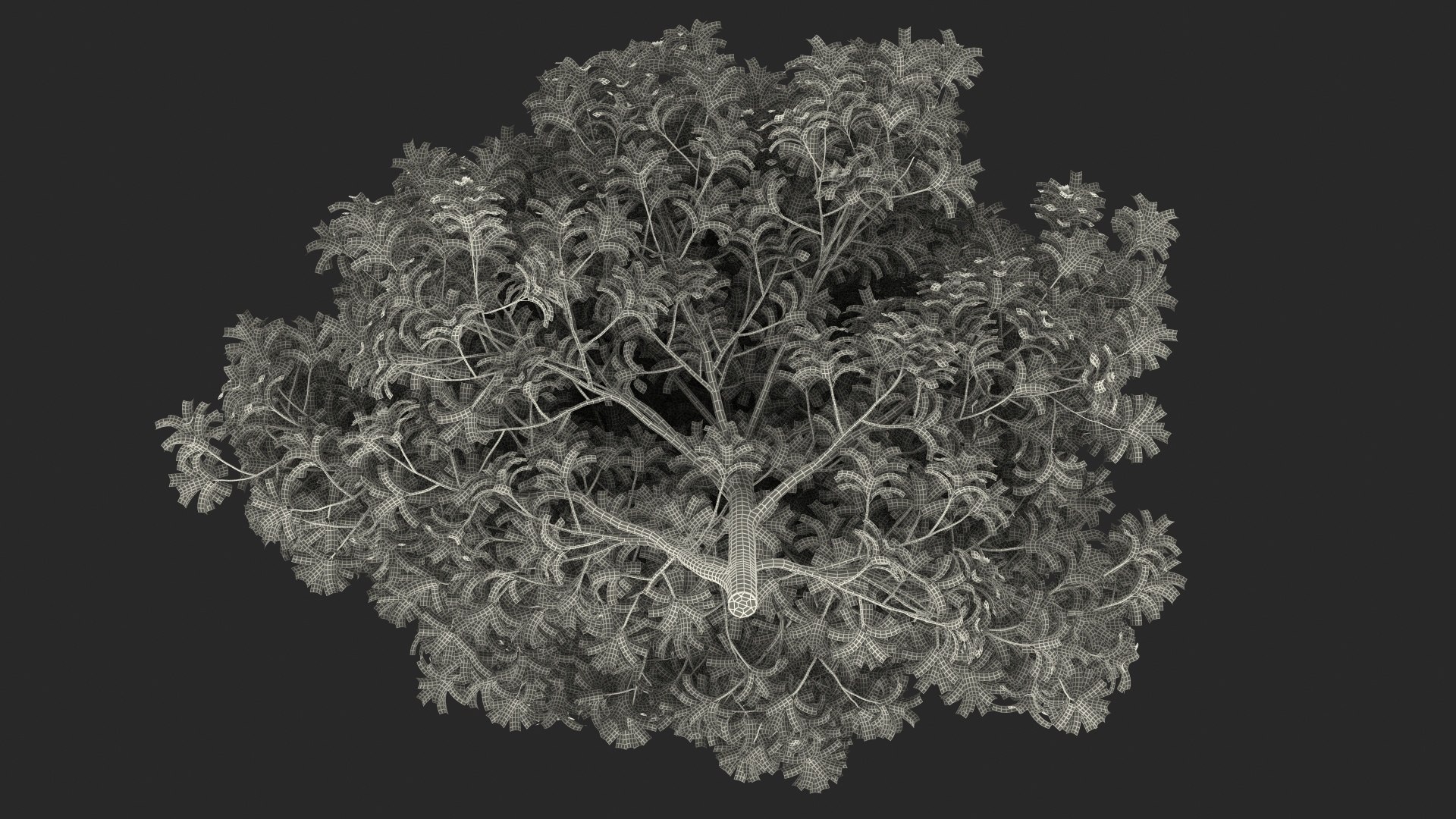 Anise Tree with Green Fruits 3D model - TurboSquid 1994237