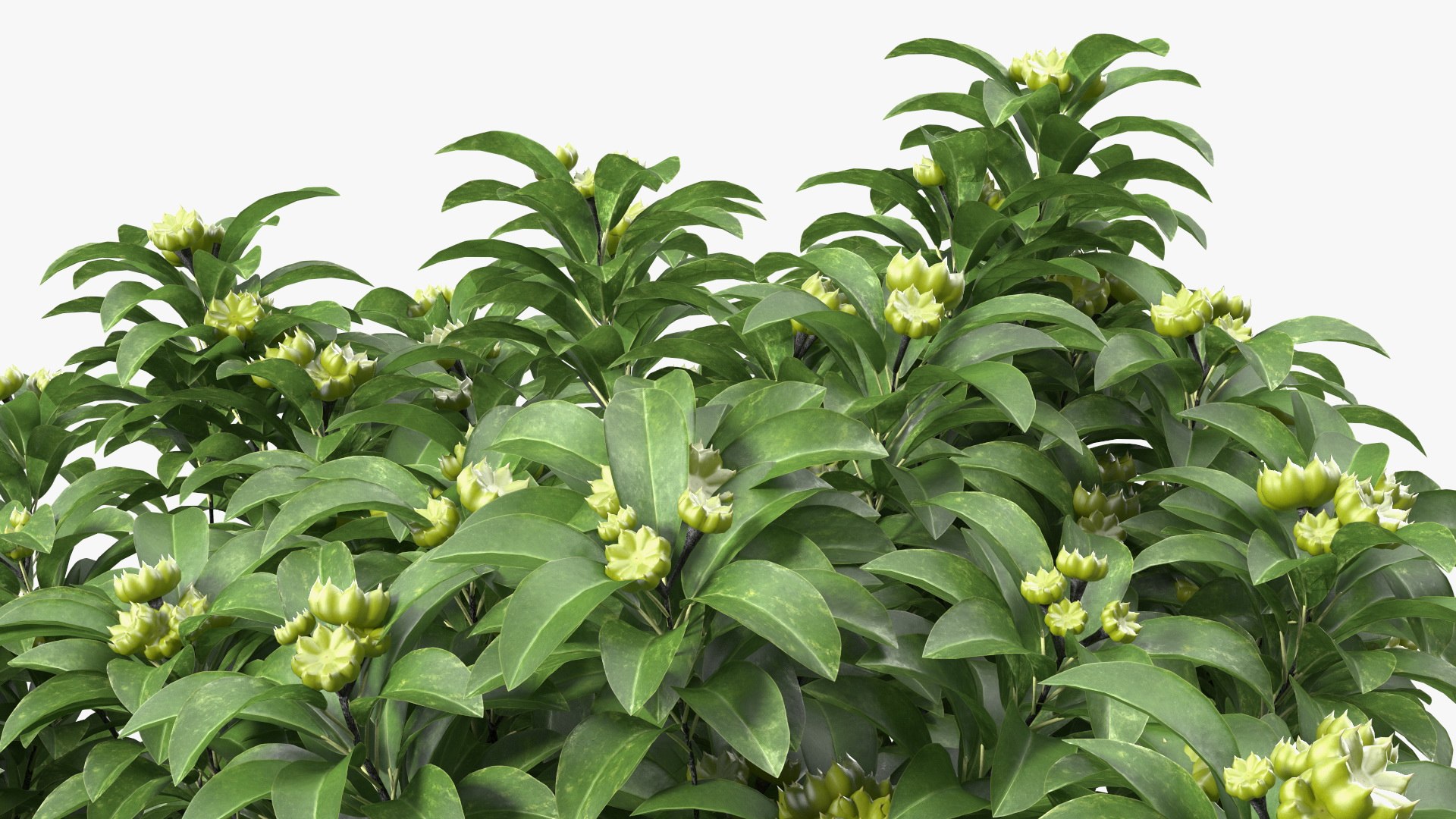 Anise Tree with Green Fruits 3D model - TurboSquid 1994237