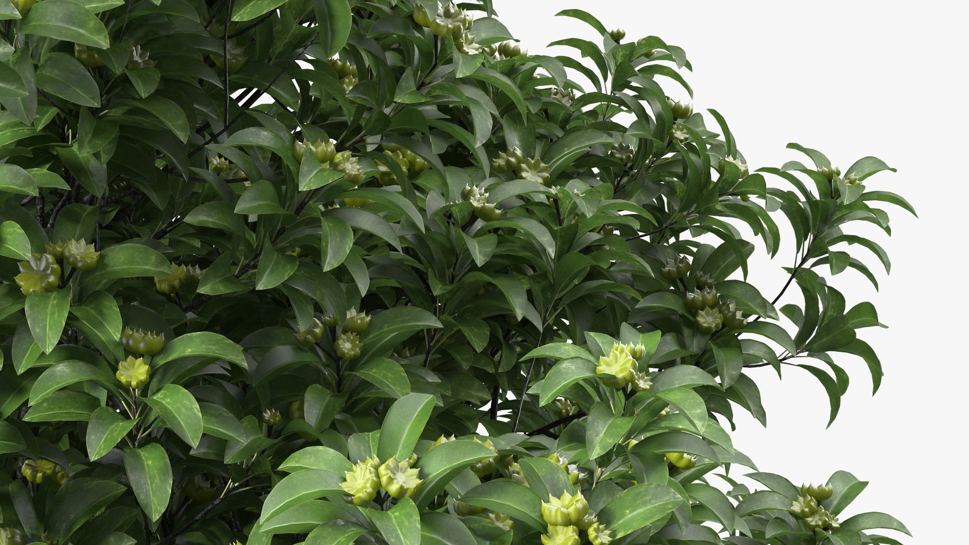 Anise Tree with Green Fruits 3D model - TurboSquid 1994237