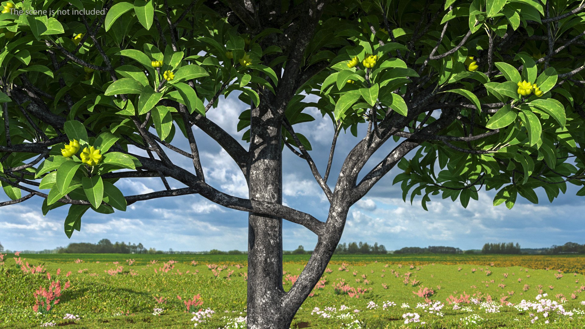 Anise Tree With Green Fruits 3D Model - TurboSquid 1994237