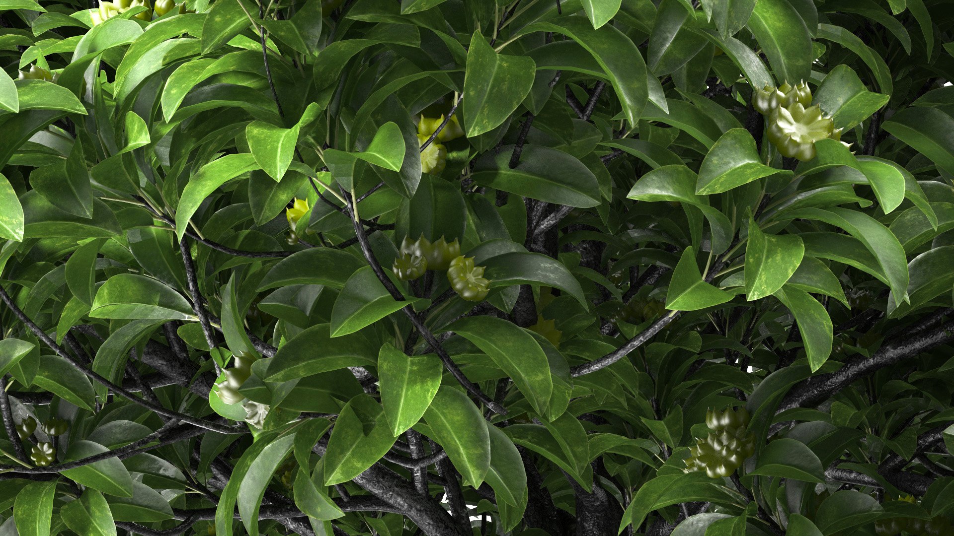 Anise Tree with Green Fruits 3D model - TurboSquid 1994237