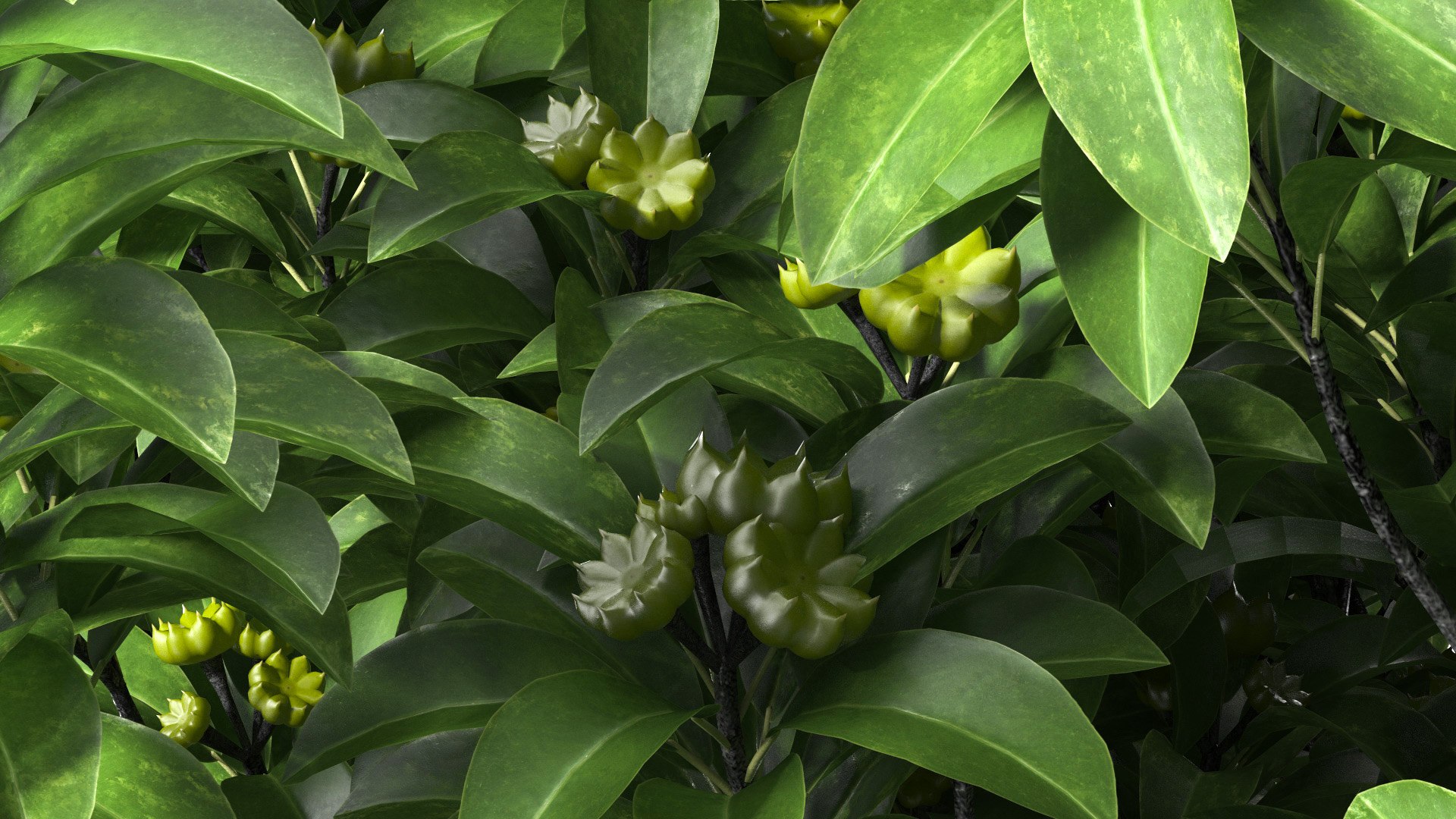 Anise Tree with Green Fruits 3D model - TurboSquid 1994237