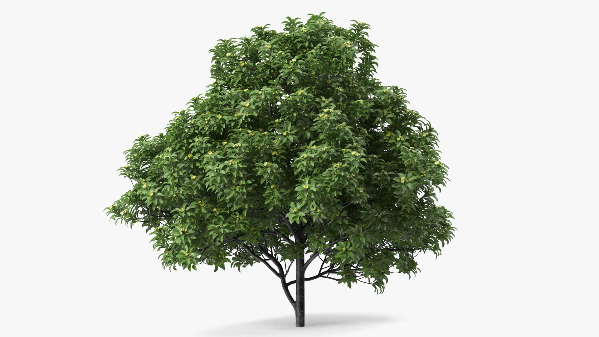 Anise Tree With Green Fruits 3D Model - TurboSquid 1994237