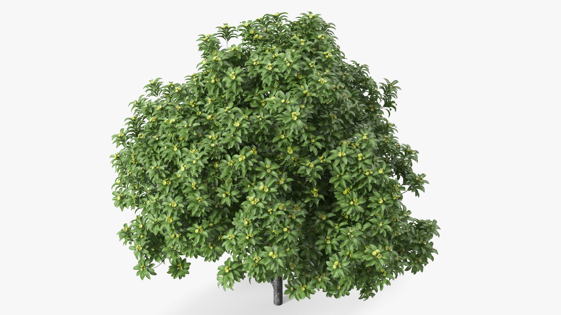 Anise Tree With Green Fruits 3D Model - TurboSquid 1994237
