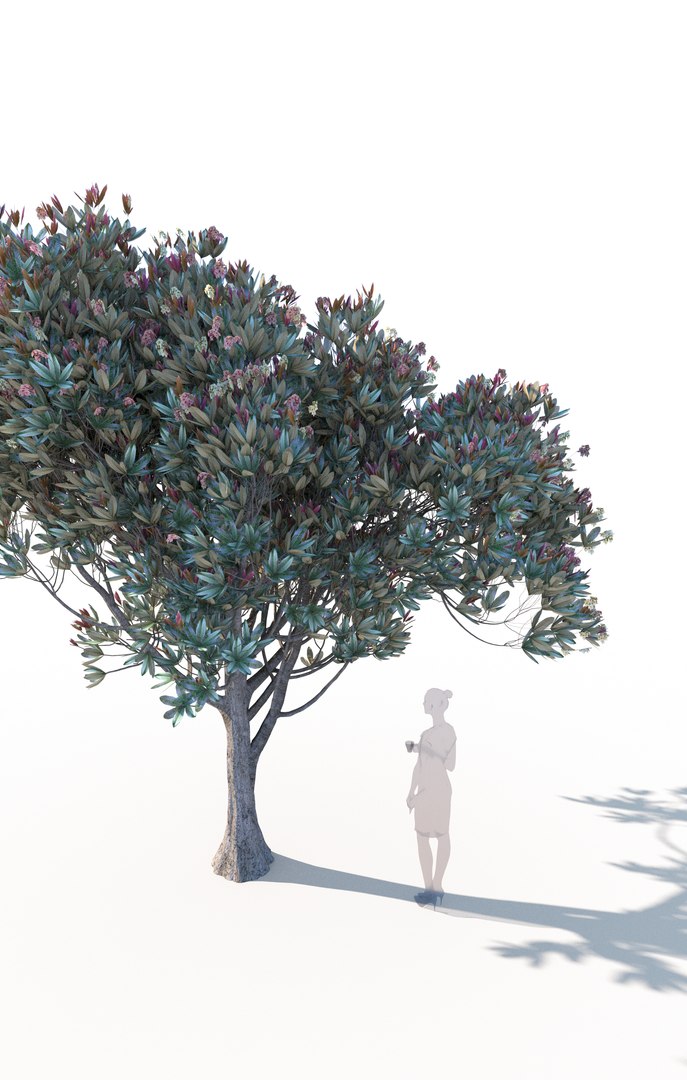 Flowering Bronze Loquat Eriobotrya 3D Model - TurboSquid 1698212