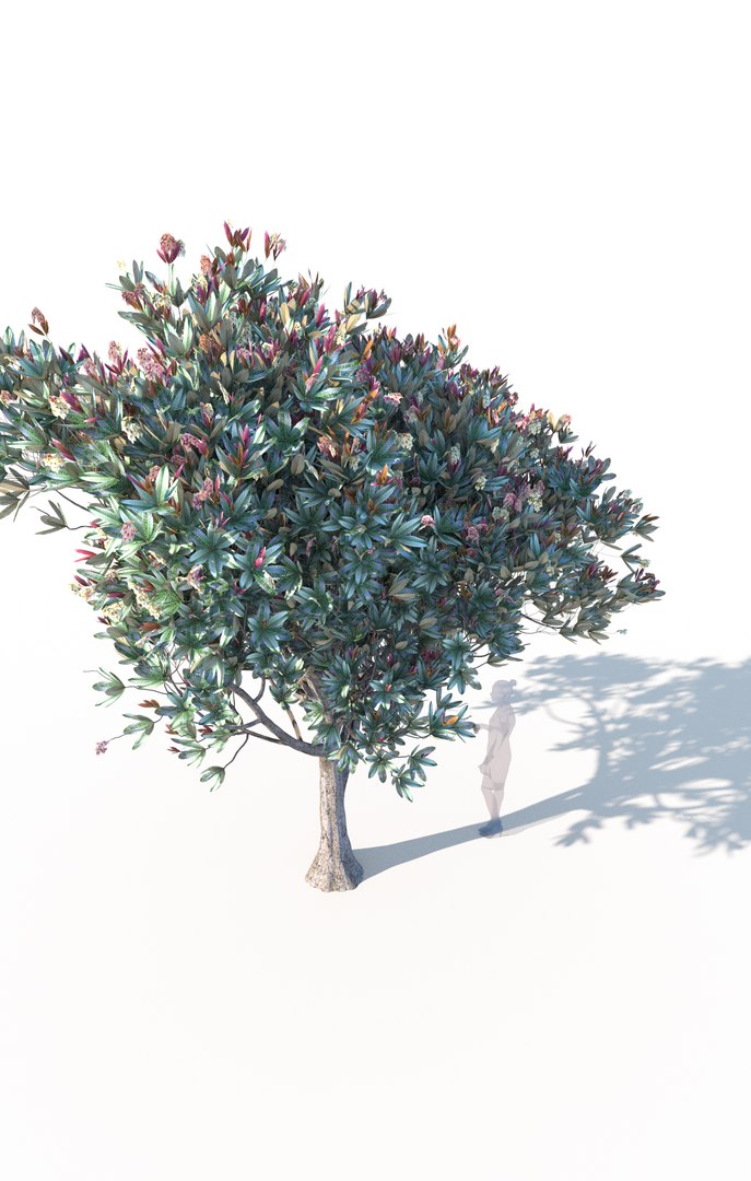 Flowering Bronze Loquat Eriobotrya 3D Model - TurboSquid 1698212