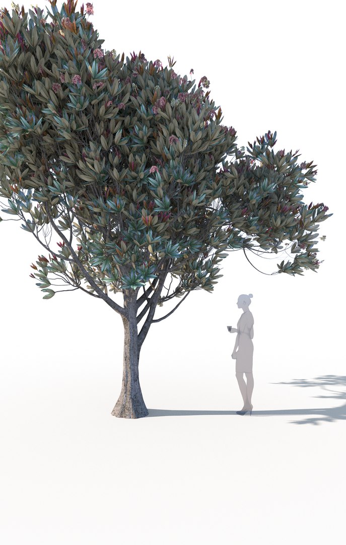 Flowering Bronze Loquat Eriobotrya 3D Model - TurboSquid 1698212