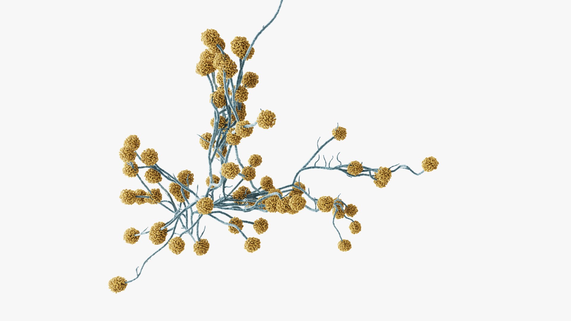 Kidney Glomeruli 3D Model - TurboSquid 2234046
