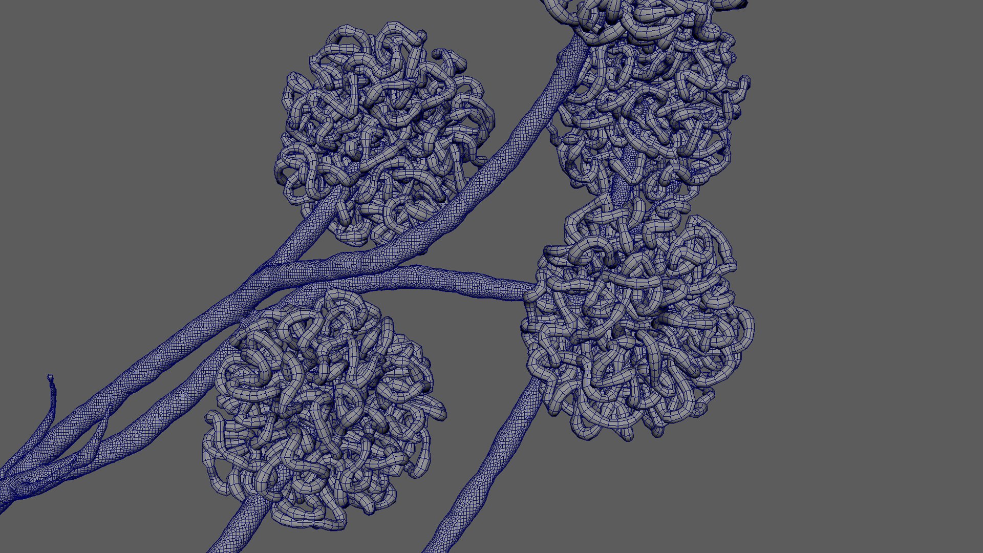 Kidney Glomeruli 3D Model - TurboSquid 2234046