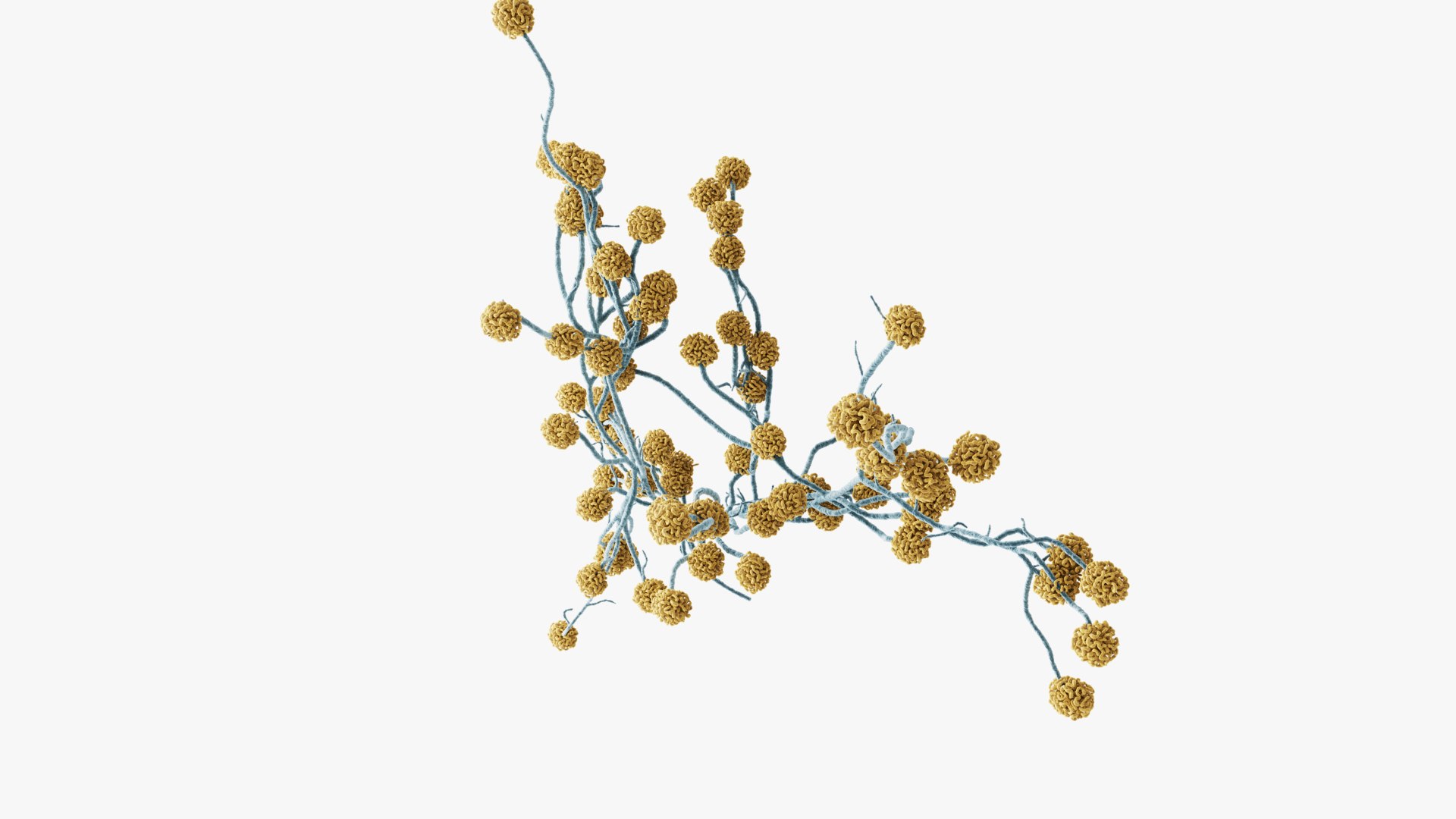Kidney Glomeruli 3D Model - TurboSquid 2234046