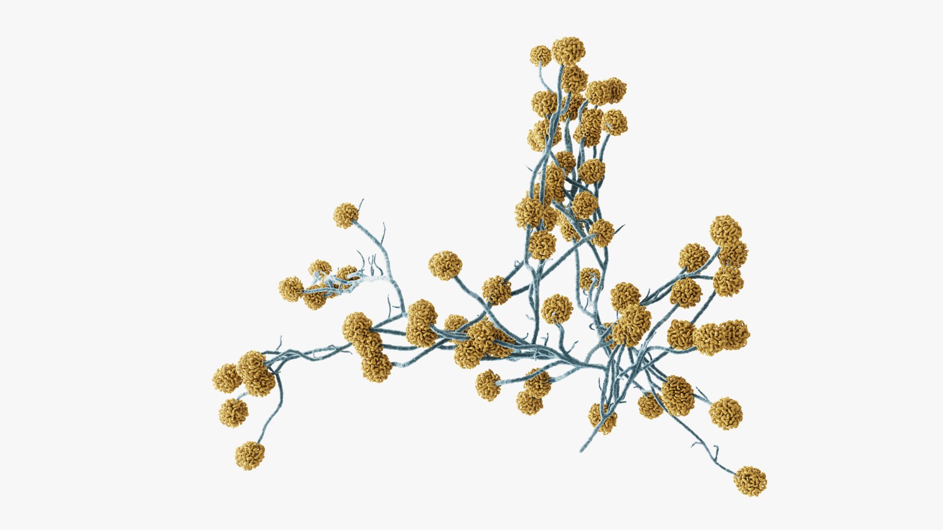 Kidney Glomeruli 3D Model - TurboSquid 2234046
