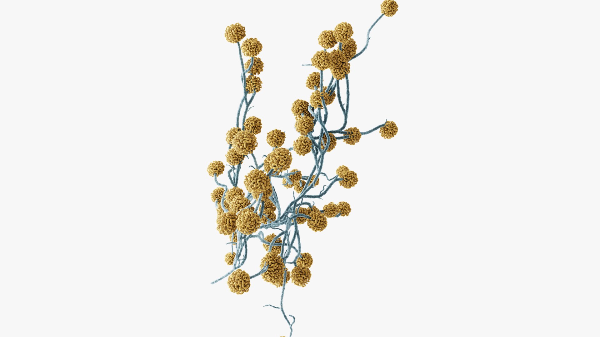 Kidney Glomeruli 3D Model - TurboSquid 2234046