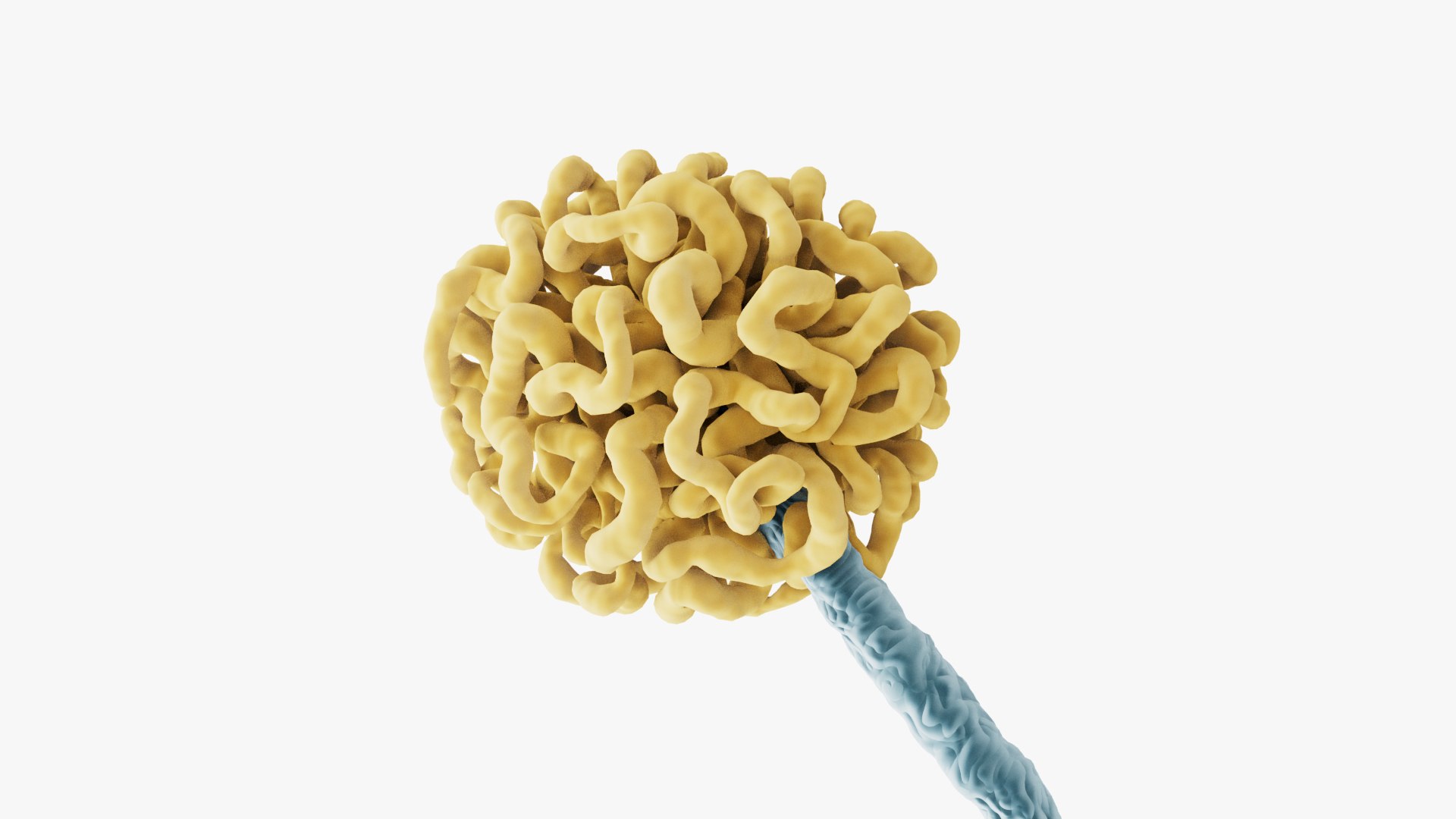 Kidney Glomeruli 3D Model - TurboSquid 2234046