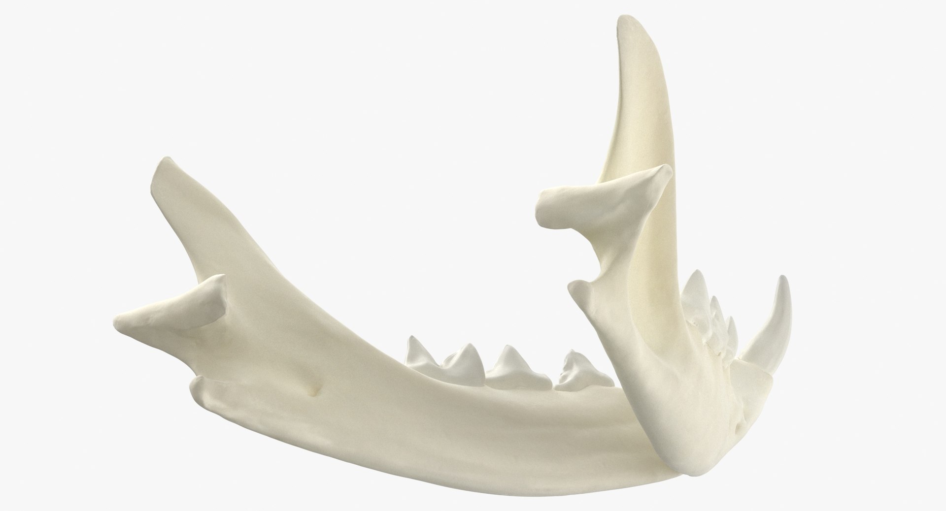 3D Domestic Cat Jaw 02 - TurboSquid 1584416
