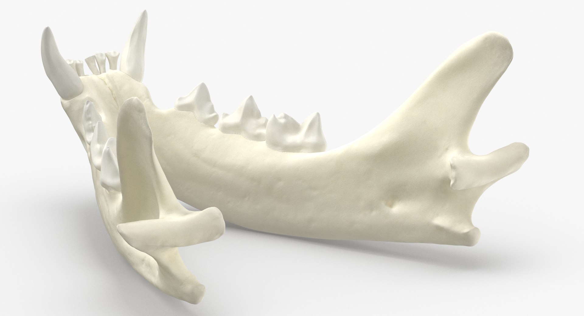 3D Domestic Cat Jaw 02 - TurboSquid 1584416