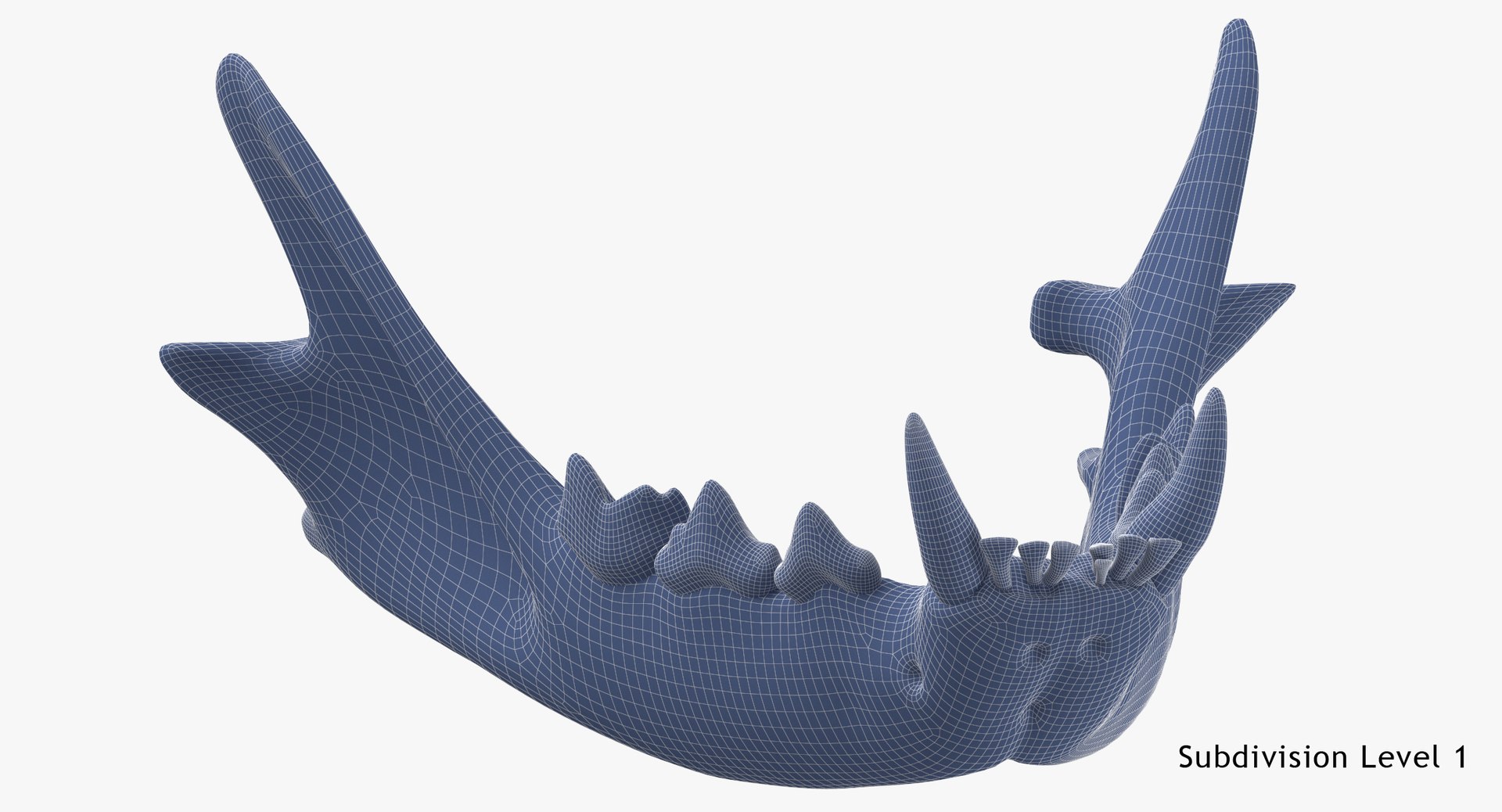 3D Domestic Cat Jaw 02 - TurboSquid 1584416