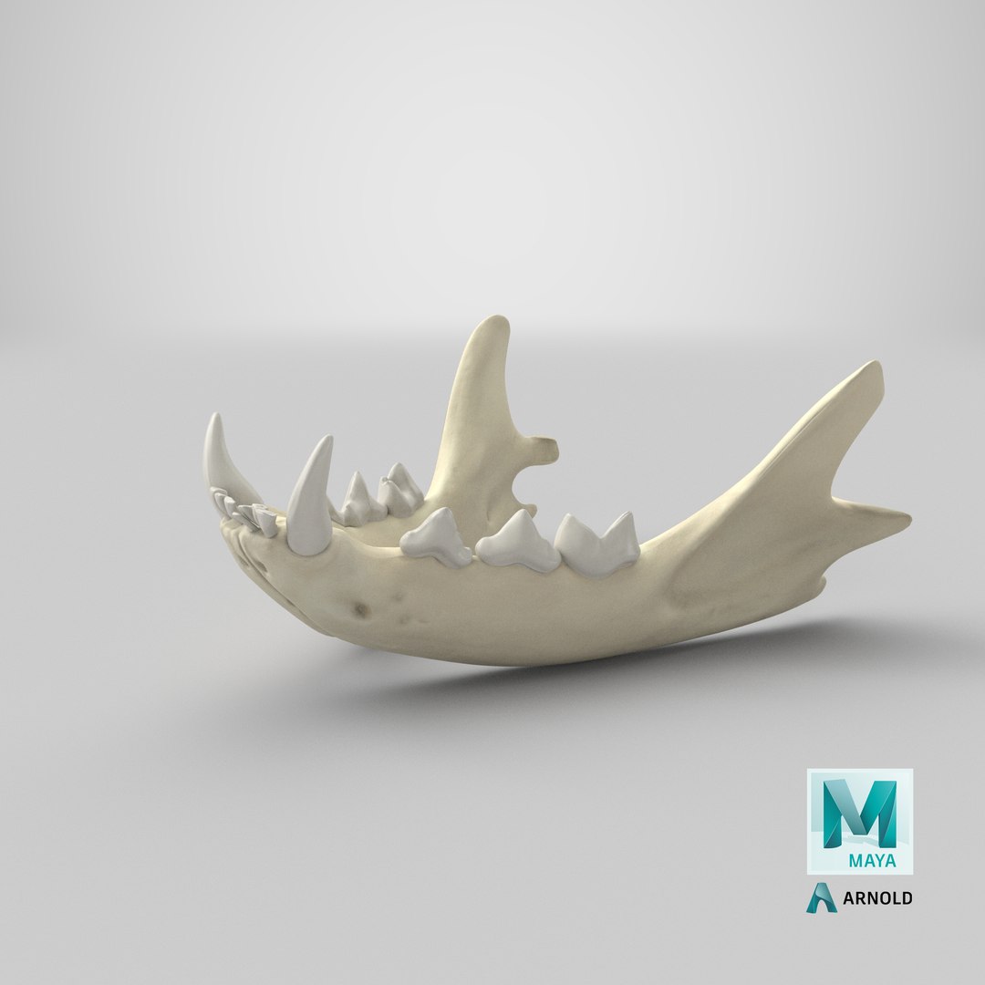 3D Domestic Cat Jaw 02 - TurboSquid 1584416