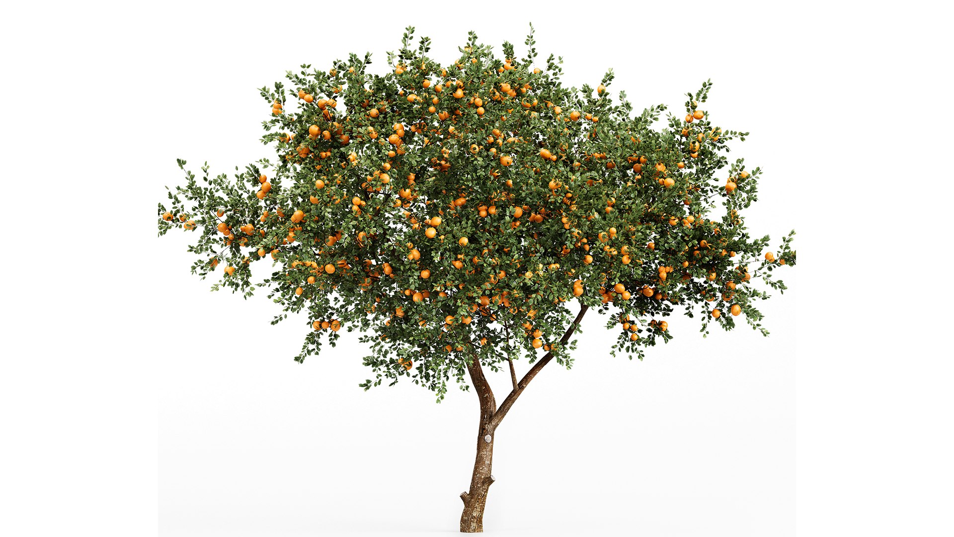 3D Orange Fruit Tree Model - TurboSquid 2254031