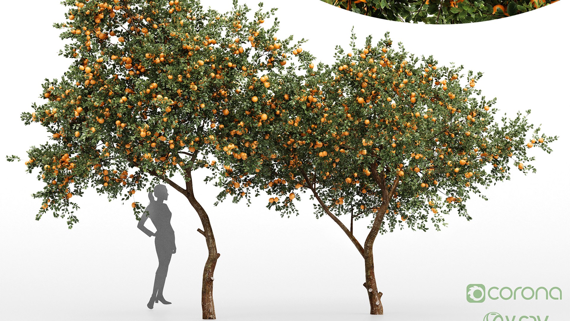 3D Orange Fruit Tree Model - TurboSquid 2254031