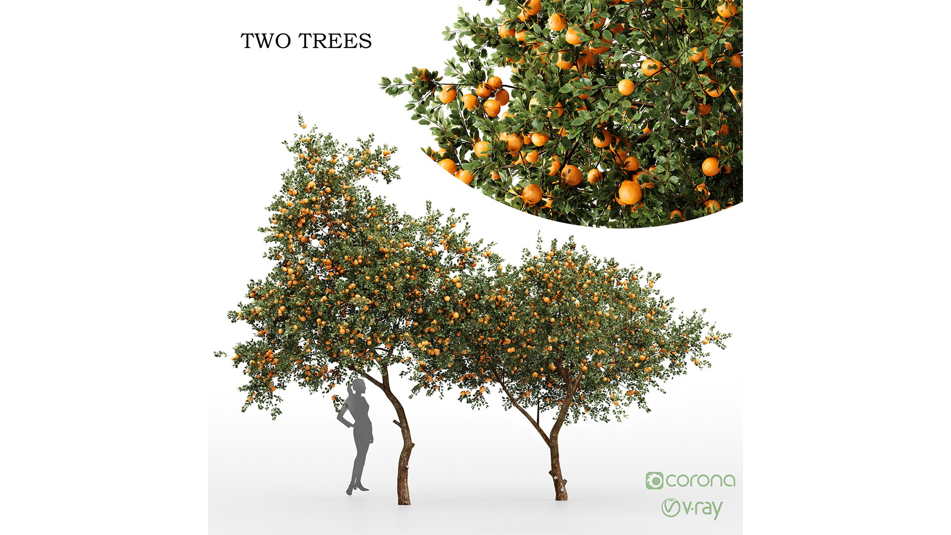 3D Orange Fruit Tree Model - TurboSquid 2254031
