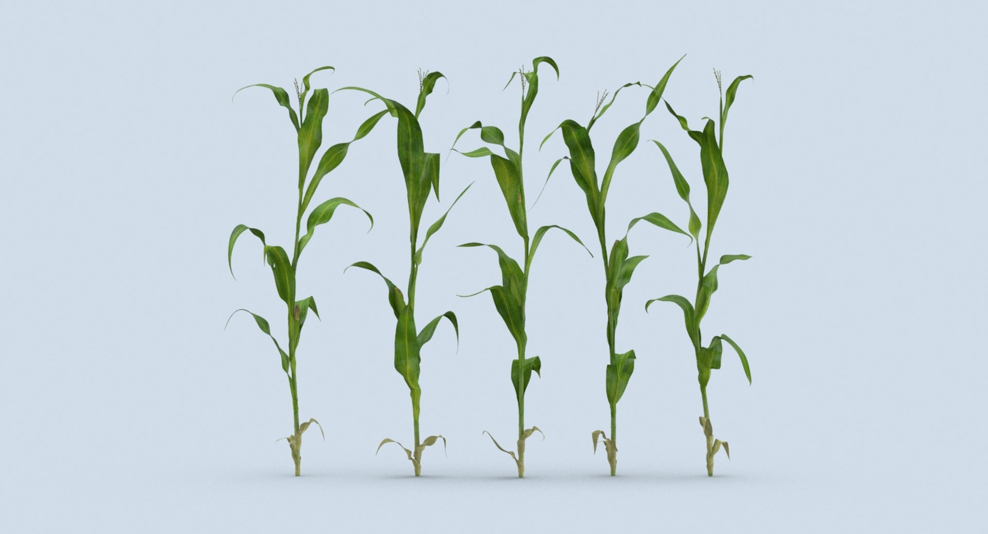 3D Corn-stalks-and-patch---row Model - TurboSquid 1344456